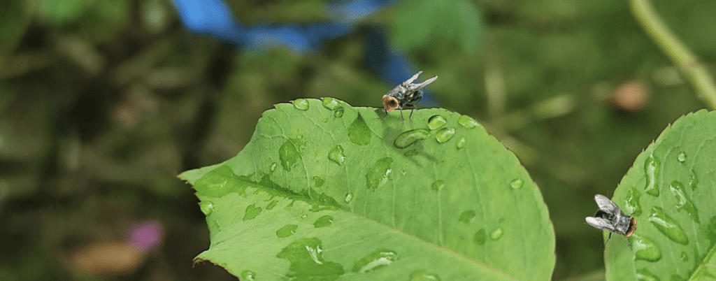 USDA Confirms NWS in South Texas- Animal Health Officials Working ...